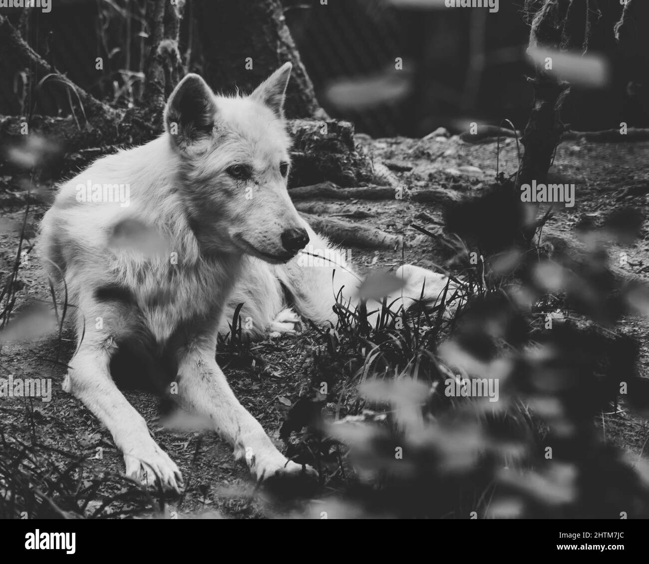 Grayscale shot of a white wolf laying on the ground Stock Photo - Alamy