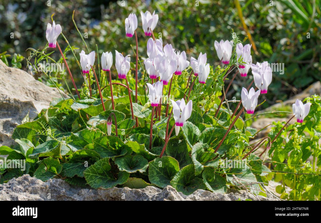 Violet cyclomens blossom at the forest Stock Photo - Alamy