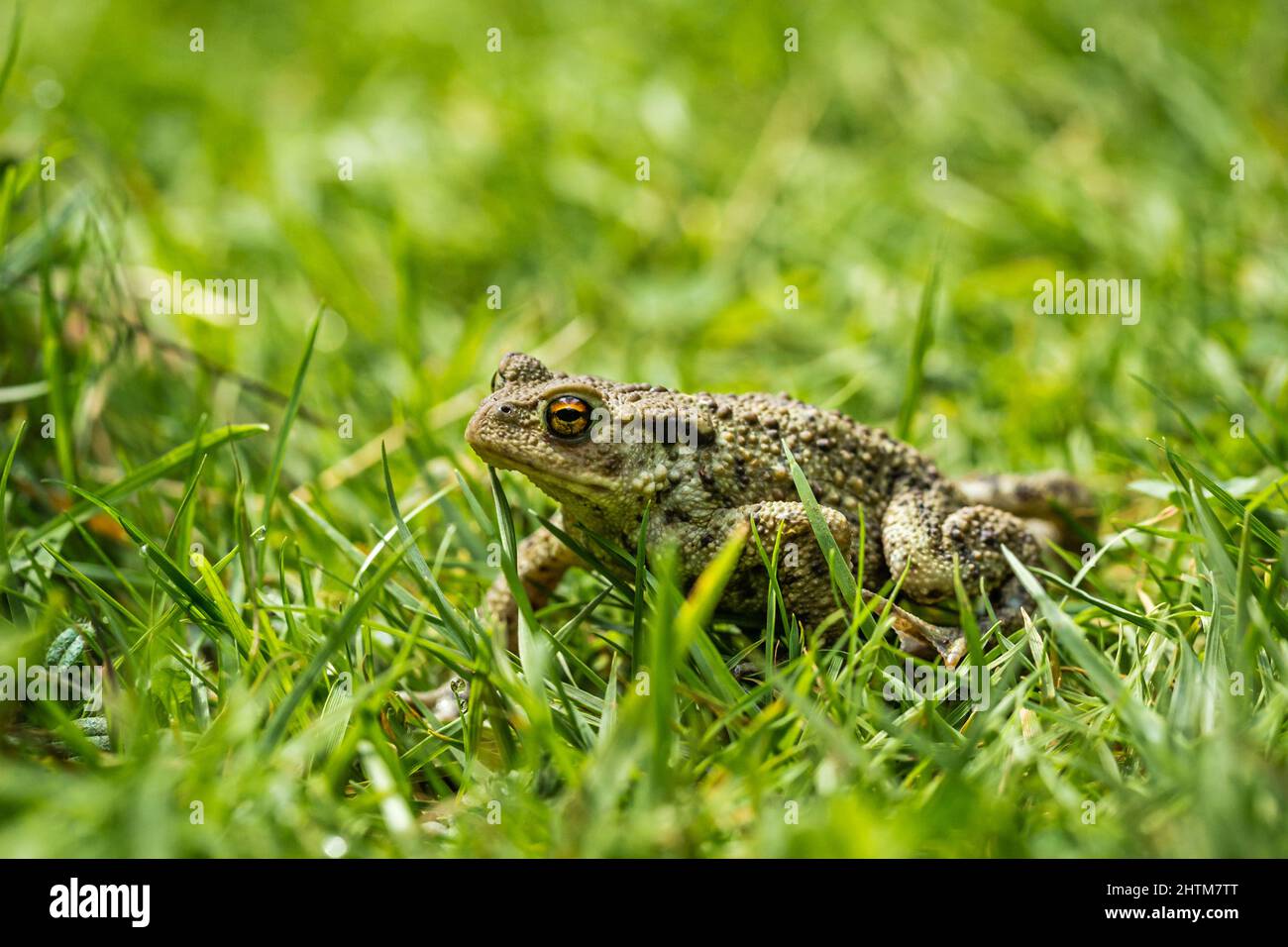 Common toad in nature reserve Stock Photo - Alamy