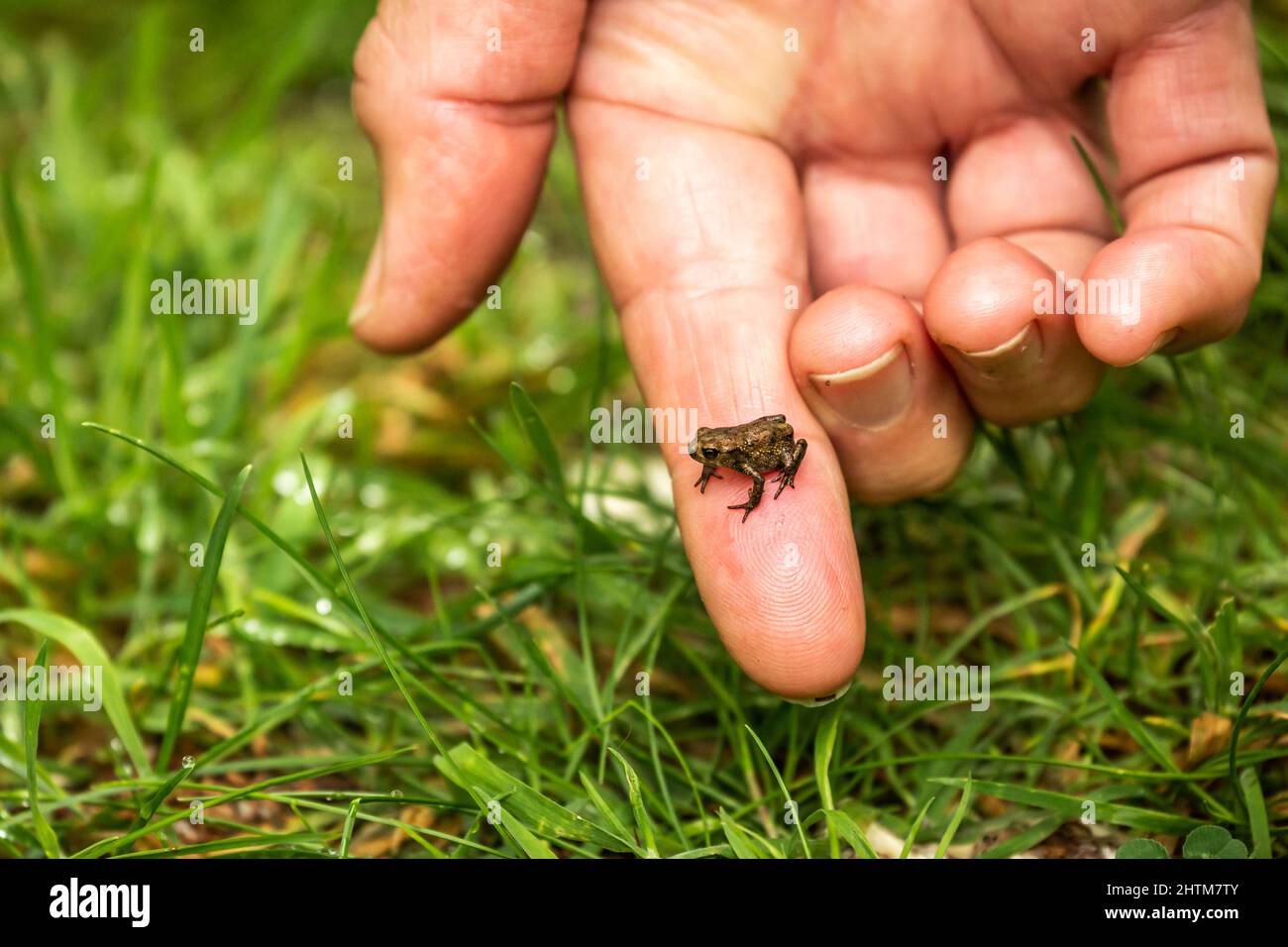Small baby common frog on finger at nature reserve Stock Photo - Alamy
