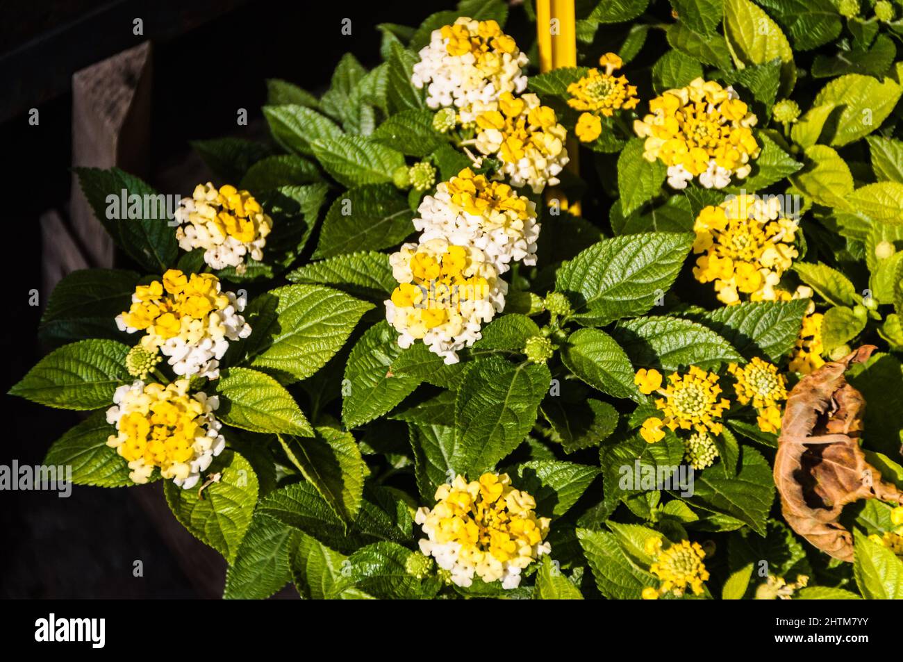 Closeup shot of yellow heliantus on the sky background Stock Photo - Alamy