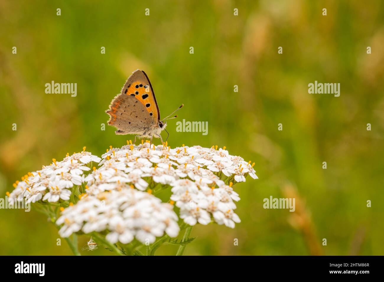 Small copper butterfly at nature reserve Stock Photo - Alamy