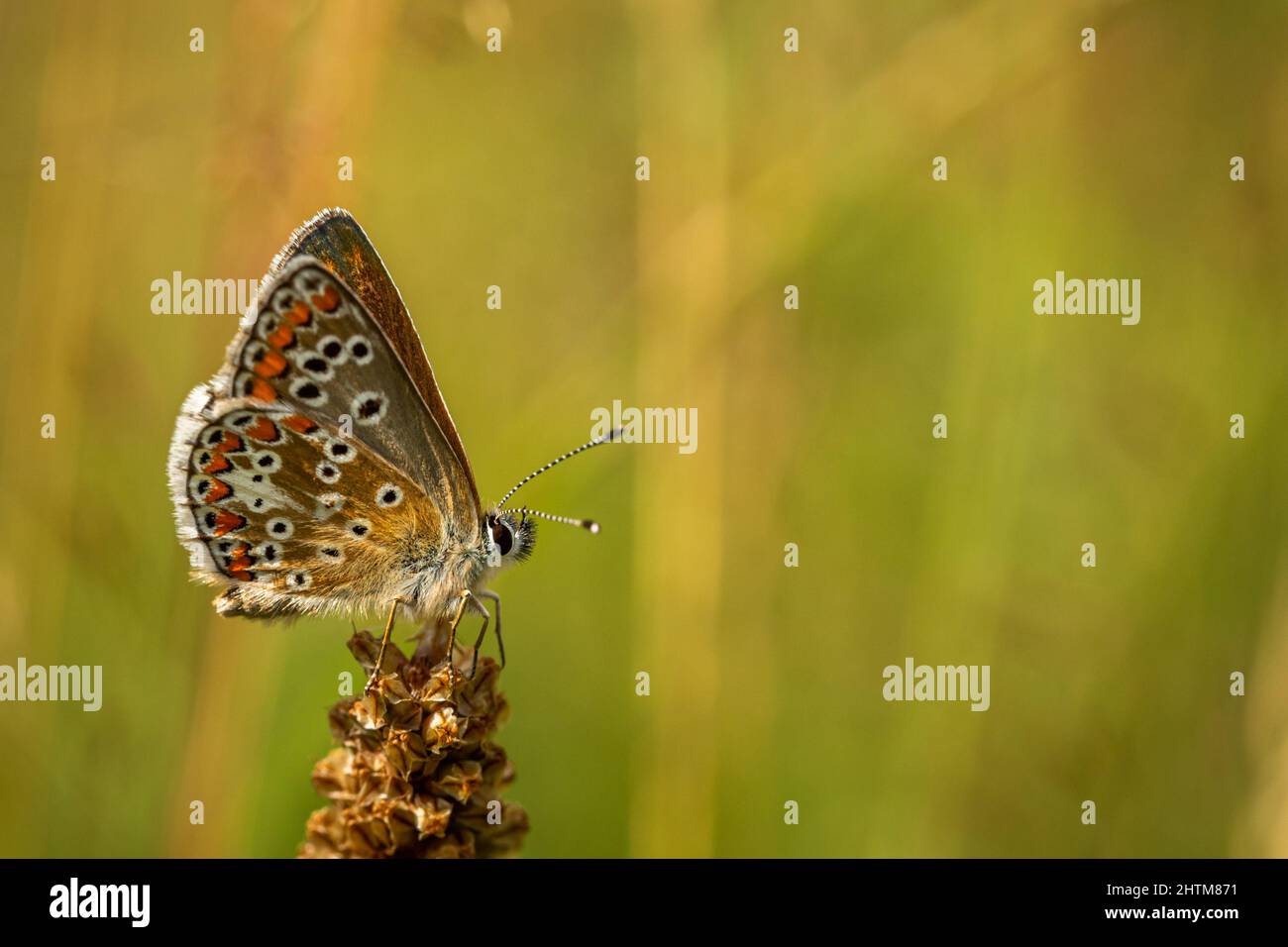 Brown argus butterfly (aricia agestis) at nature reserve Stock Photo ...