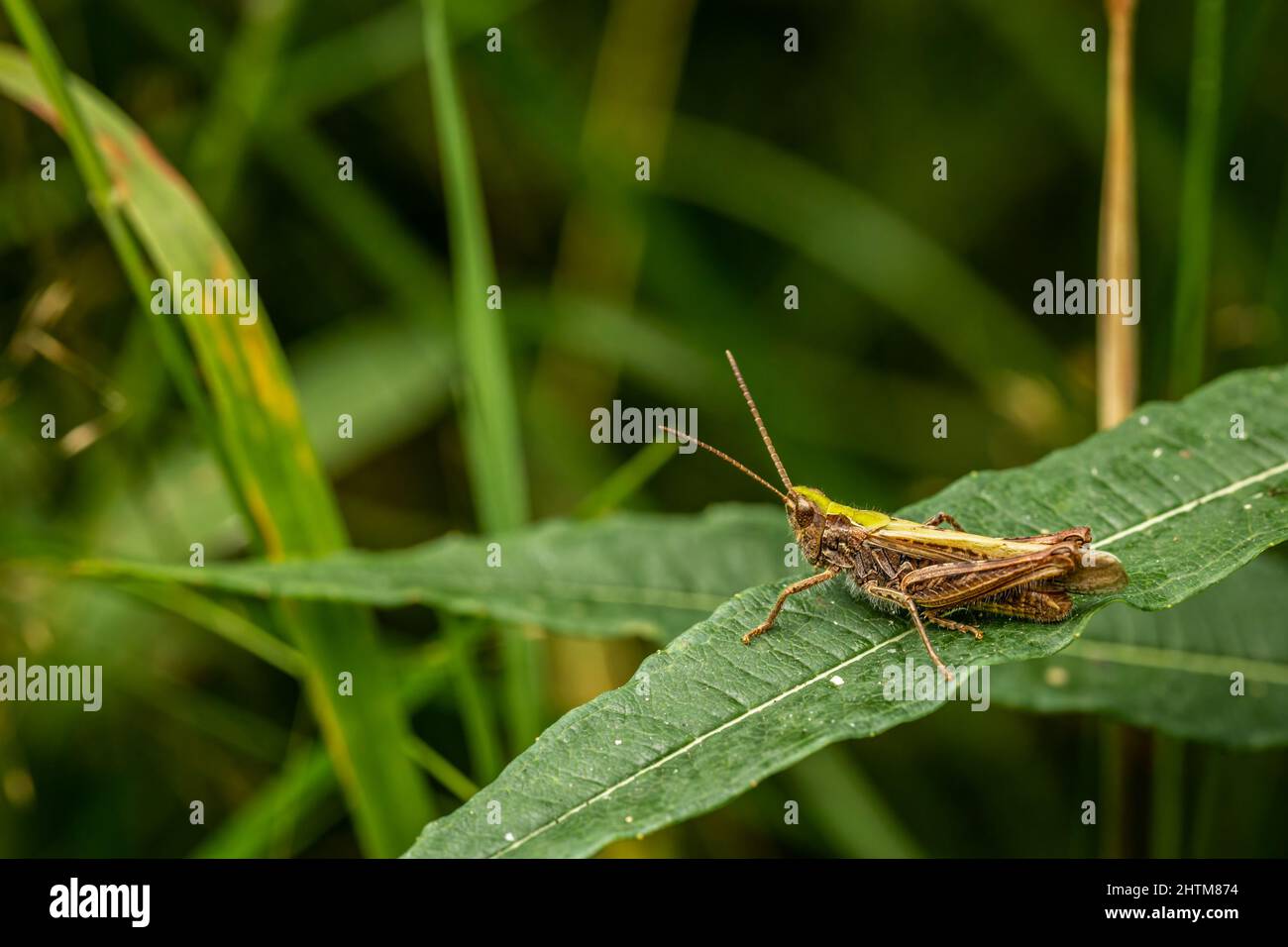 Common field grasshopper at nature reserve Stock Photo - Alamy