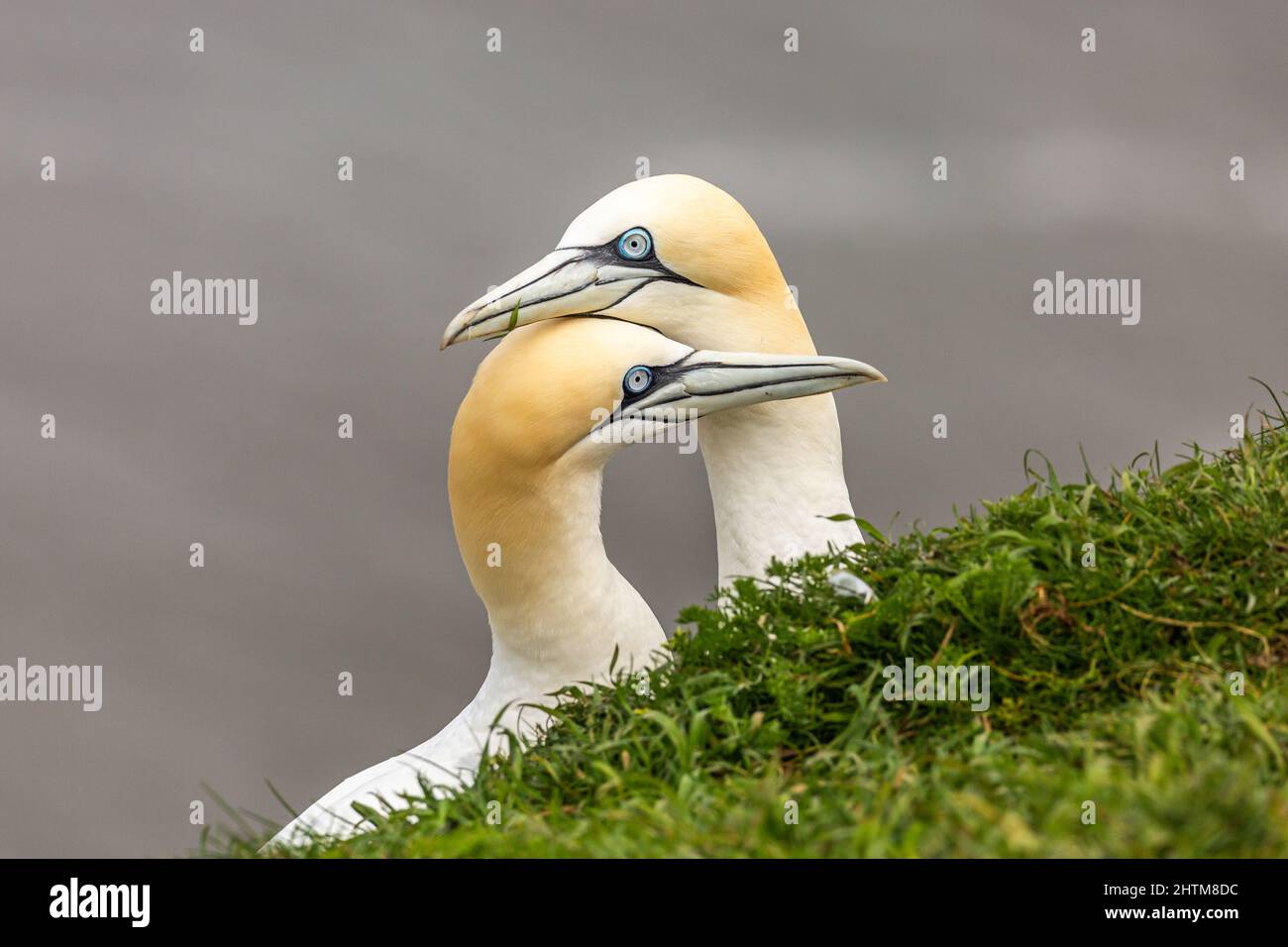 Gannets at Bempton Cliffs Stock Photo - Alamy