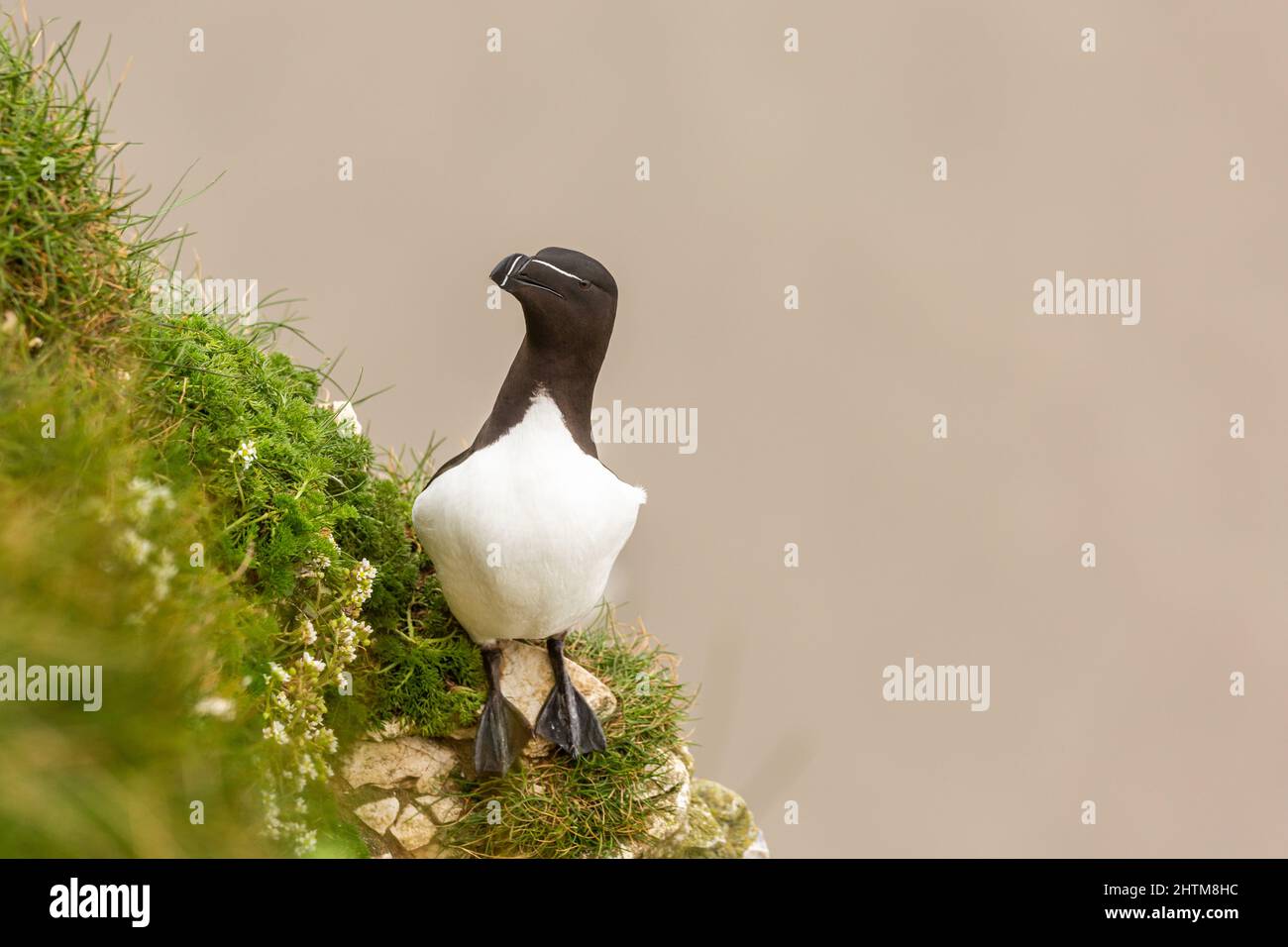 Solitary razorbill hi-res stock photography and images - Alamy