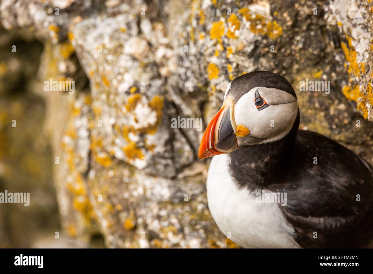 Puffin at Bempton Cliffs Stock Photo - Alamy