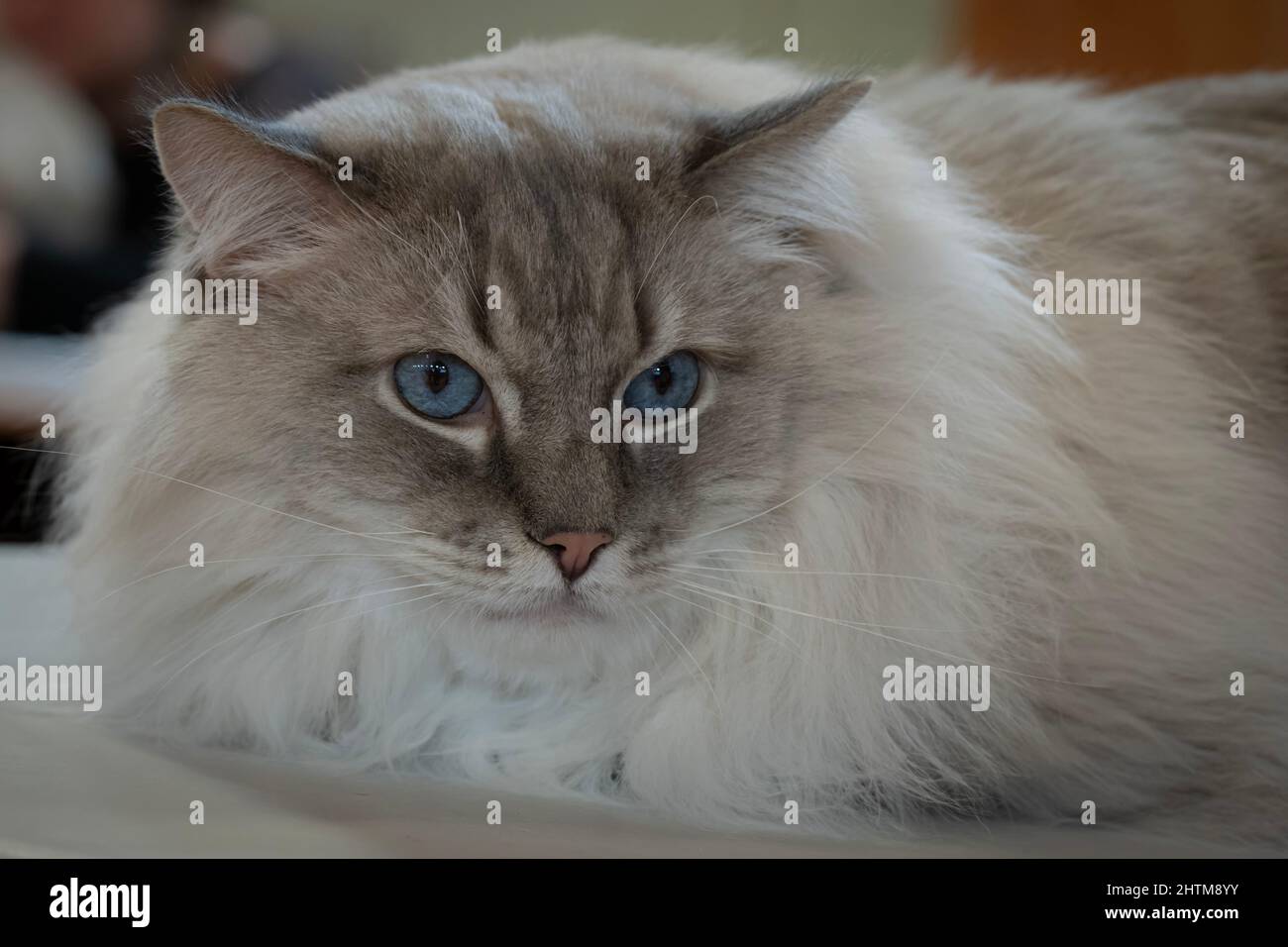 Competition cat at the Agricultural centre of Paris Stock Photo - Alamy