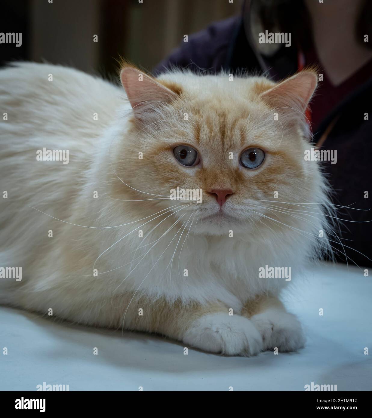 Competition cat at the Agricultural centre of Paris Stock Photo - Alamy
