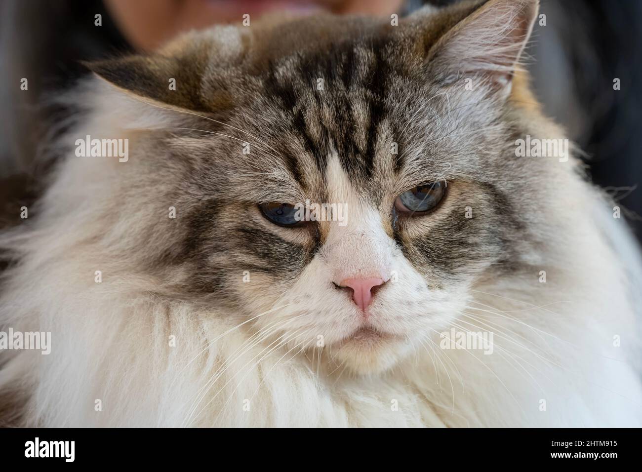 Competition cat at the Agricultural centre of Paris Stock Photo - Alamy