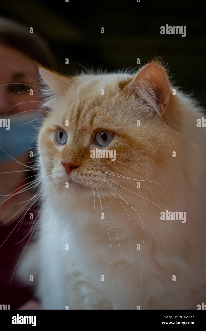 Competition cat at the Agricultural centre of Paris Stock Photo - Alamy