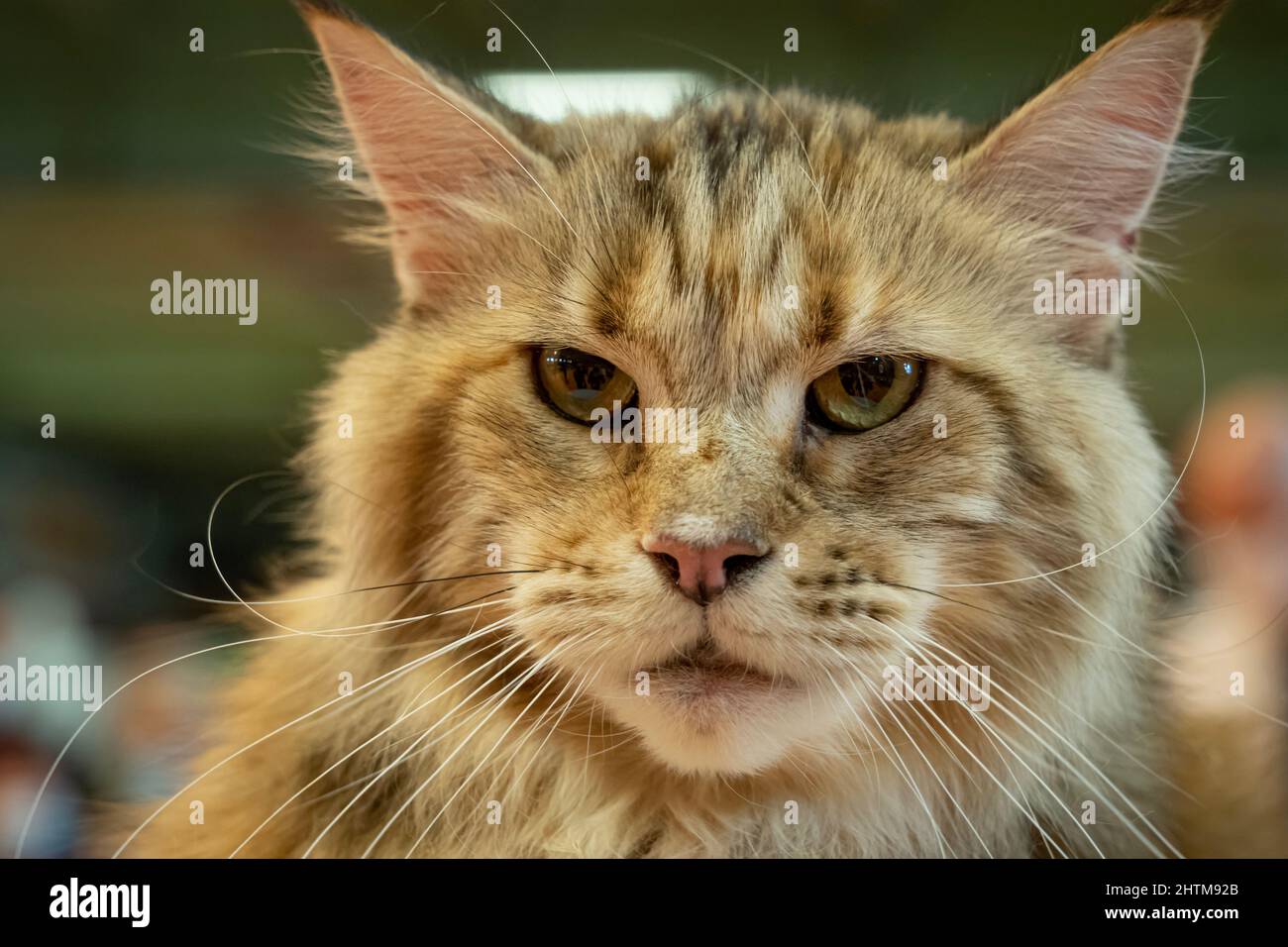 Competition cat at the Agricultural centre of Paris Stock Photo - Alamy