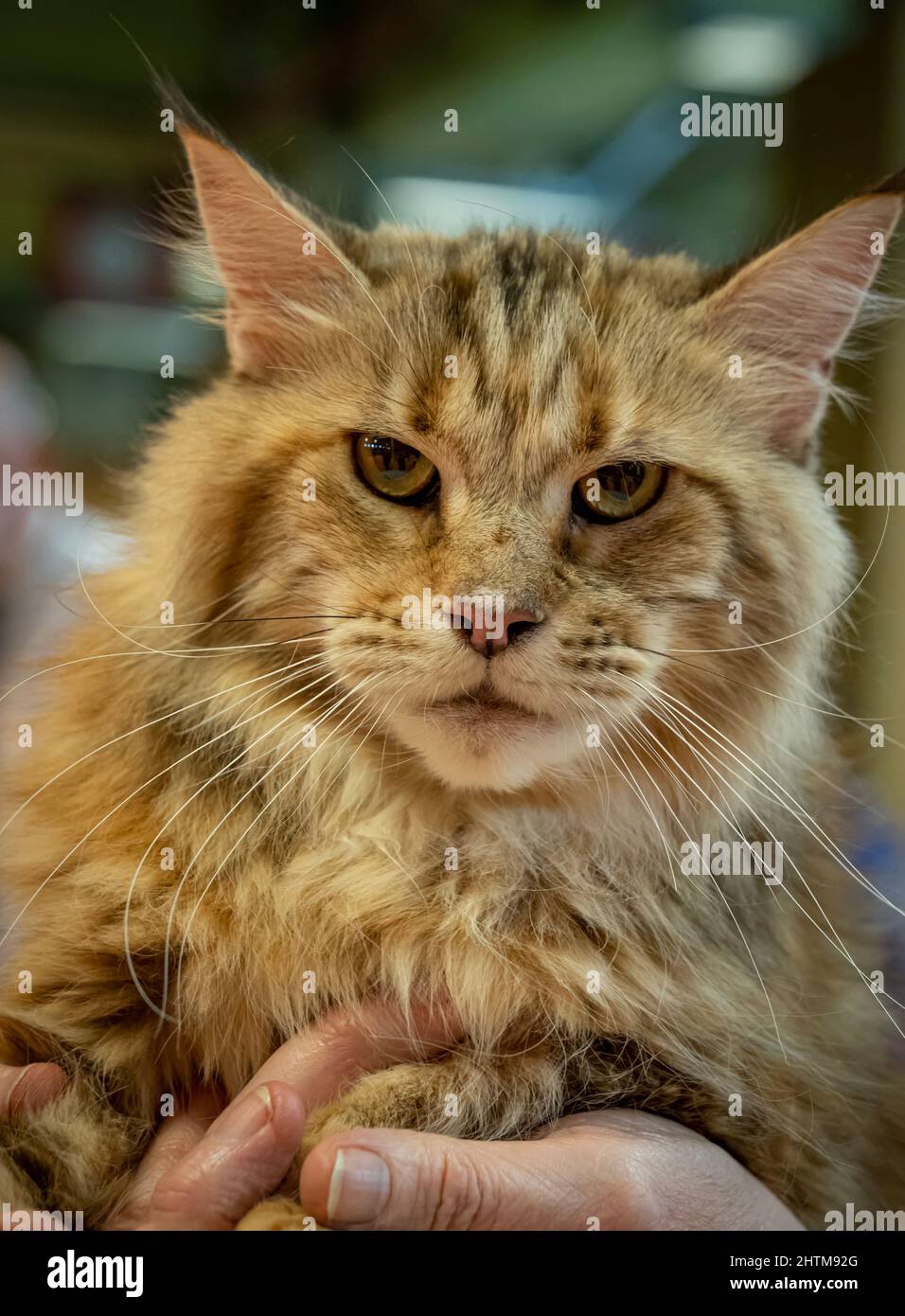 Competition cat at the Agricultural centre of Paris Stock Photo - Alamy