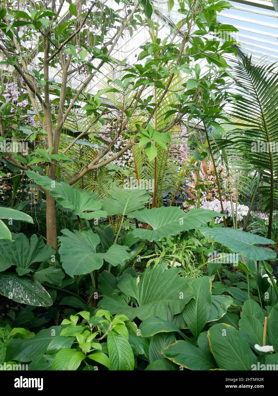 Royal bontanic gardens hi-res stock photography and images - Alamy