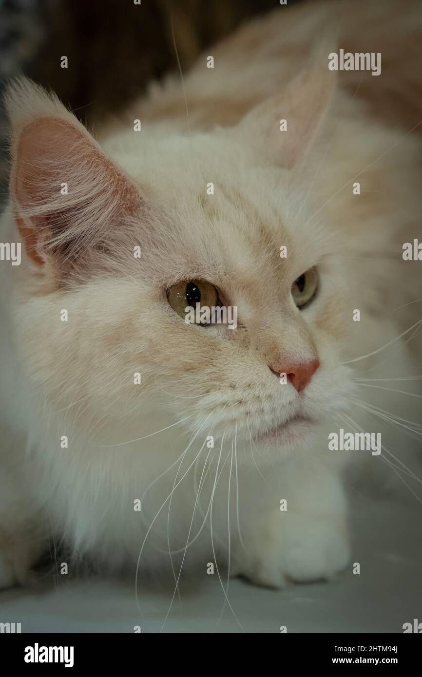 Competition cat at the Agricultural centre of Paris Stock Photo - Alamy