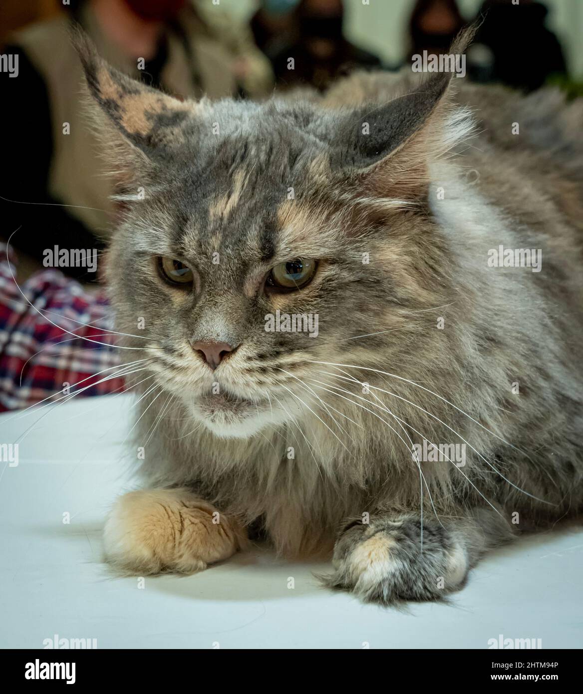 Competition cat at the Agricultural centre of Paris Stock Photo - Alamy