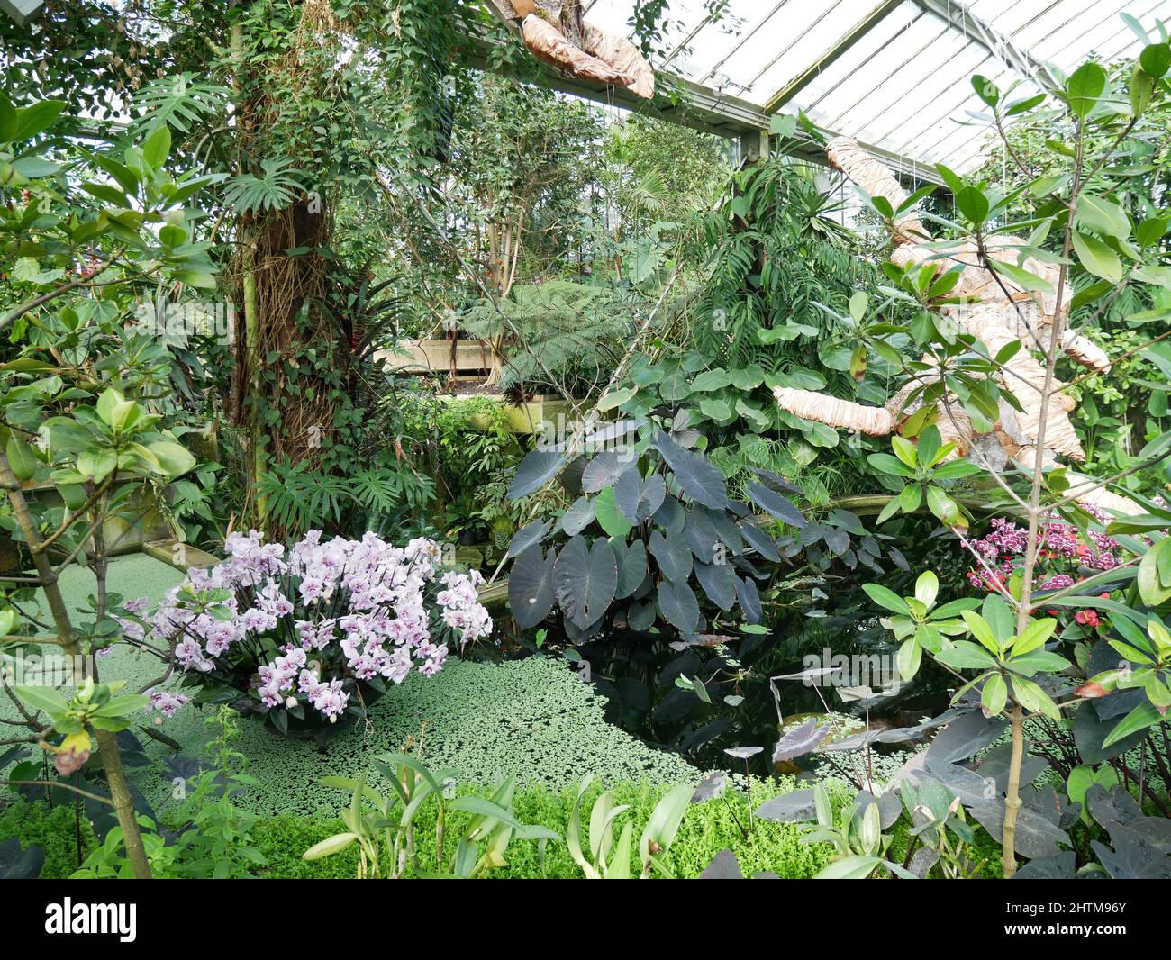 Royal bontanic gardens hi-res stock photography and images - Alamy