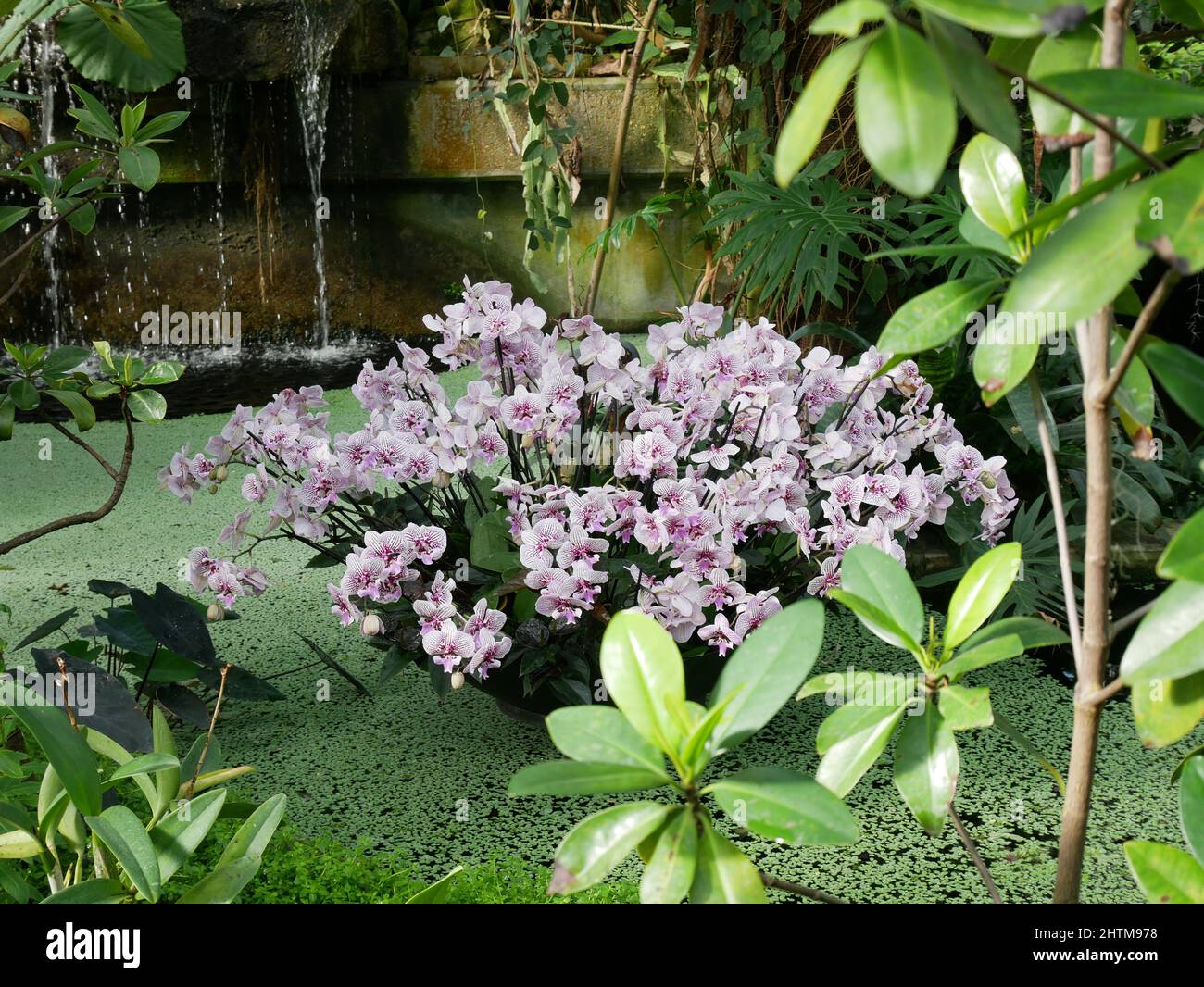 Royal bontanic gardens hi-res stock photography and images - Alamy
