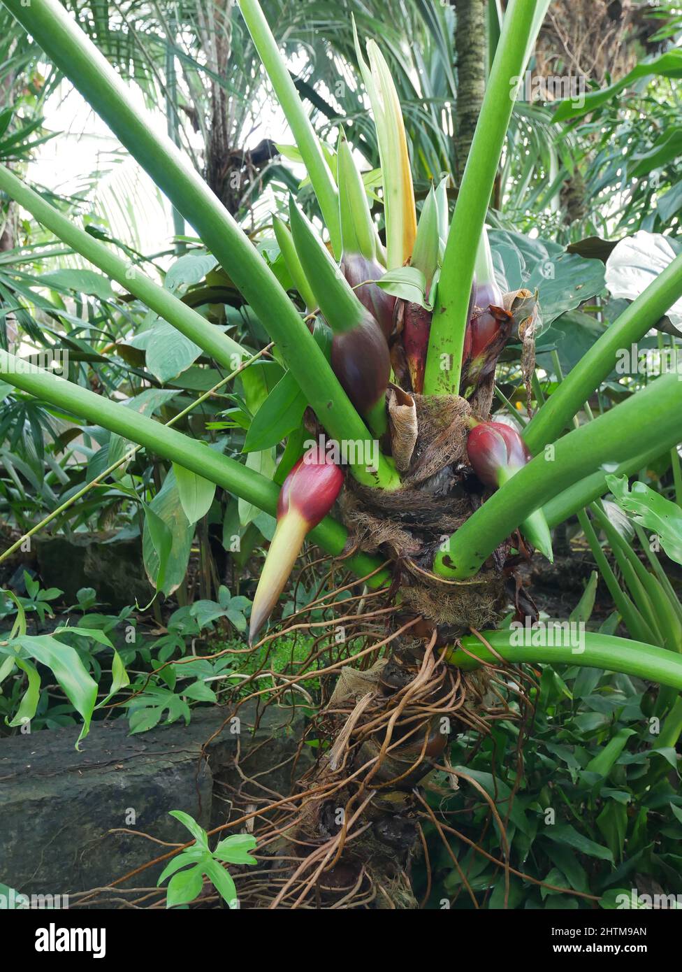 Kew Gardens, Surrey Stock Photo - Alamy