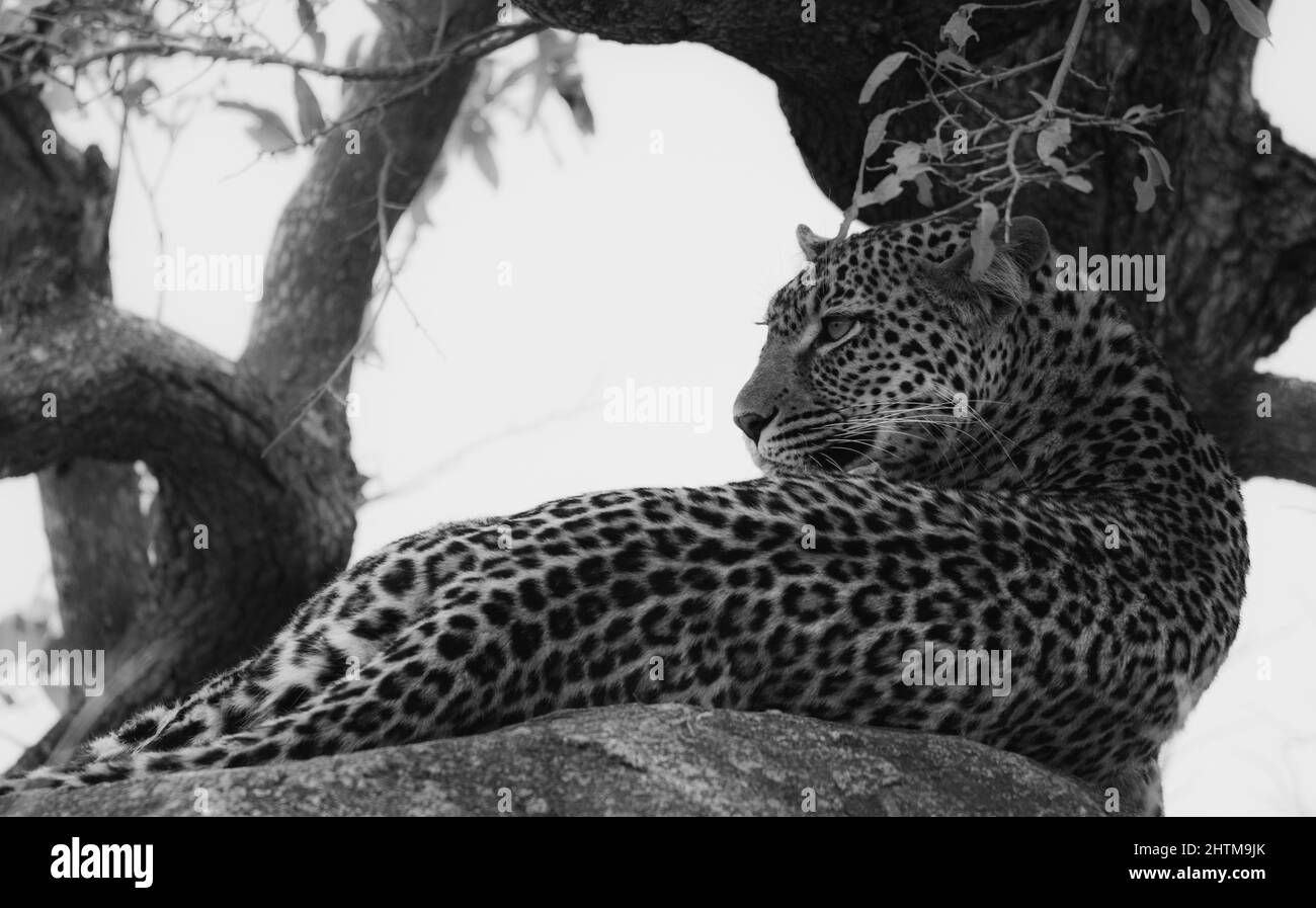 Leopard laying on tree branch Black and White Stock Photos & Images - Alamy