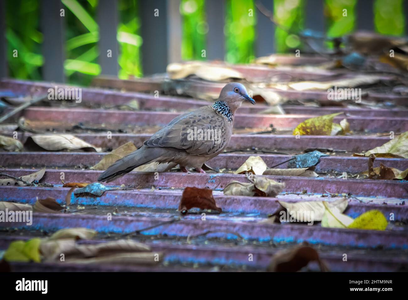 Spotted beasts hi-res stock photography and images - Alamy