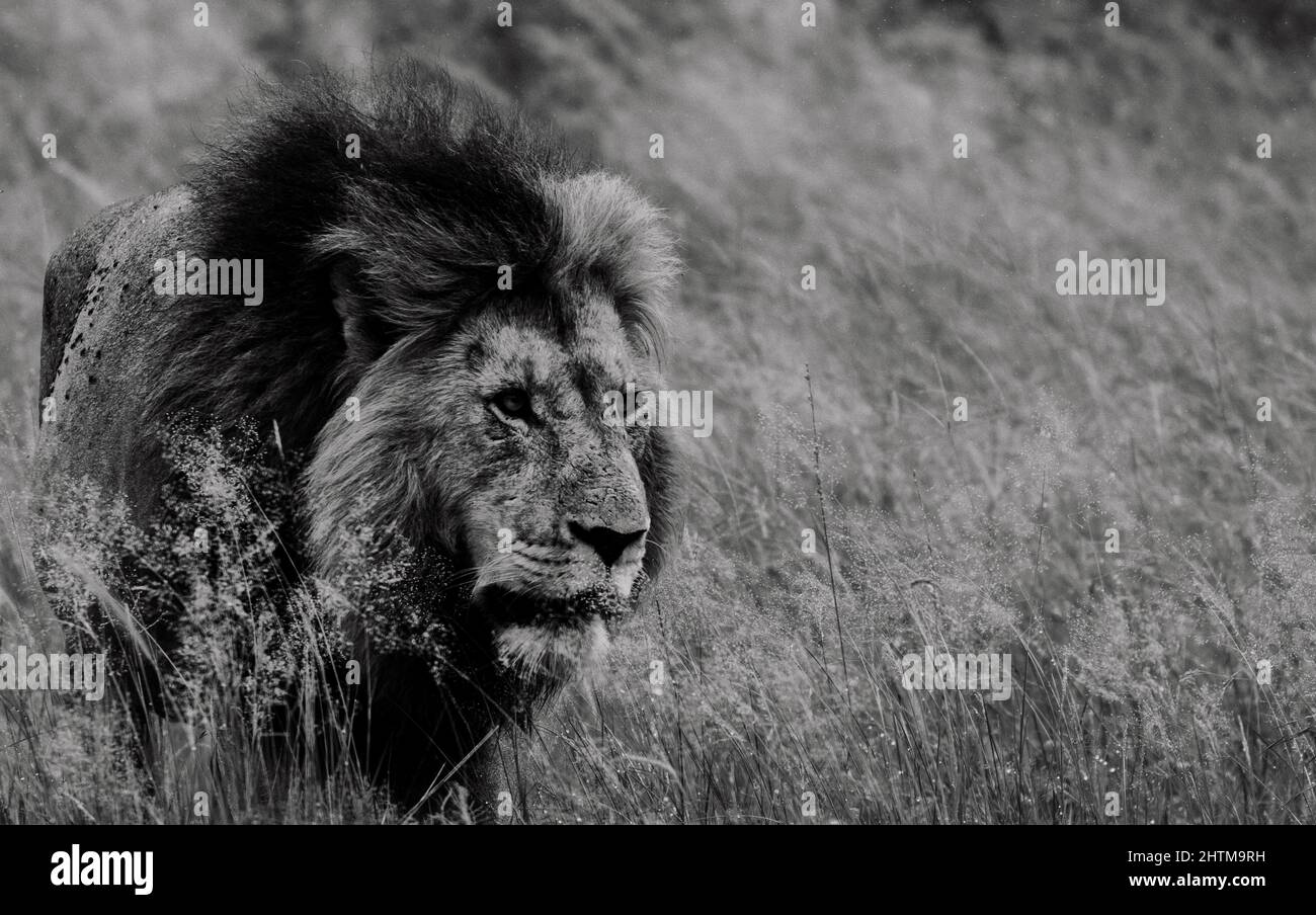 Grayscale shot of an Alpha male Lion move through grass in the forest ...