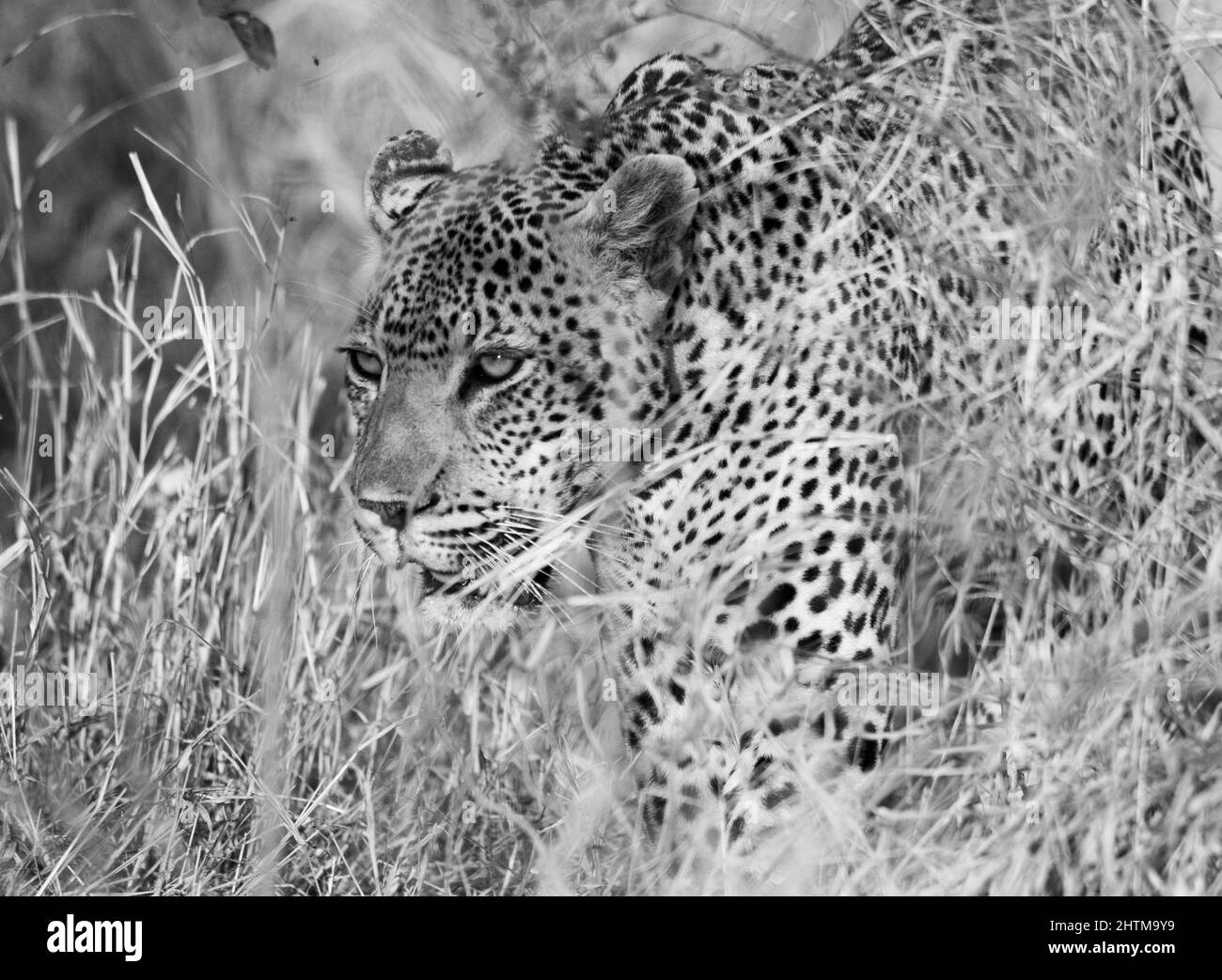 Grayscale shot of a male leopard move through grass in the forest Stock ...