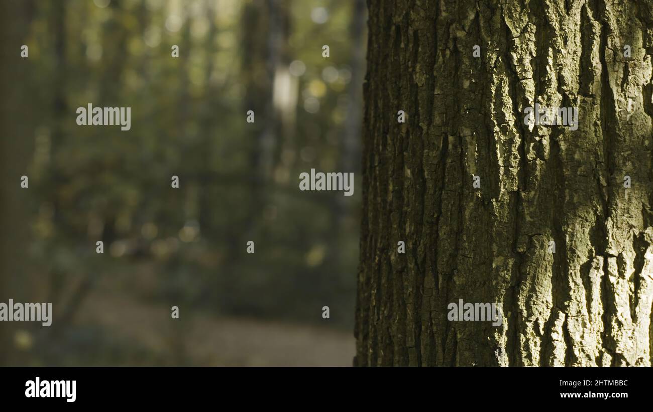 Sun's rays falling on tree trunk. Action. Close-up of beautiful texture ...