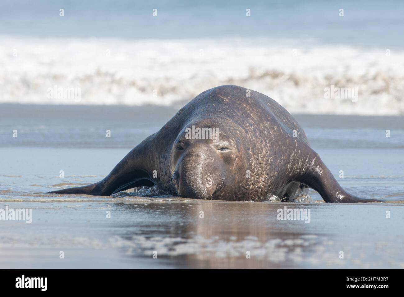 A large male northern elephant seal (Mirounga angustirostris) hauled ...