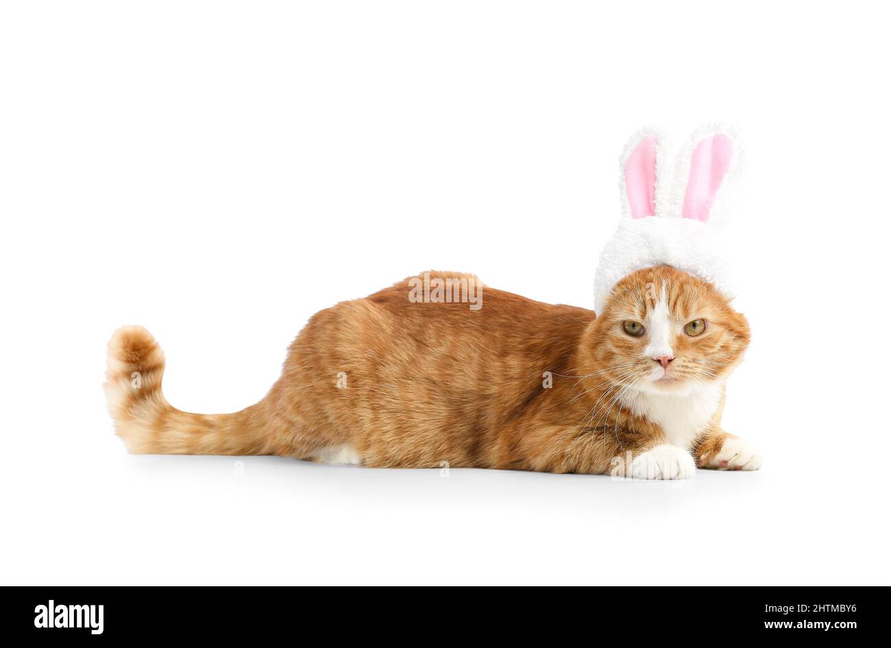 Cute cat in bunny Cut Out Stock Images & Pictures - Alamy