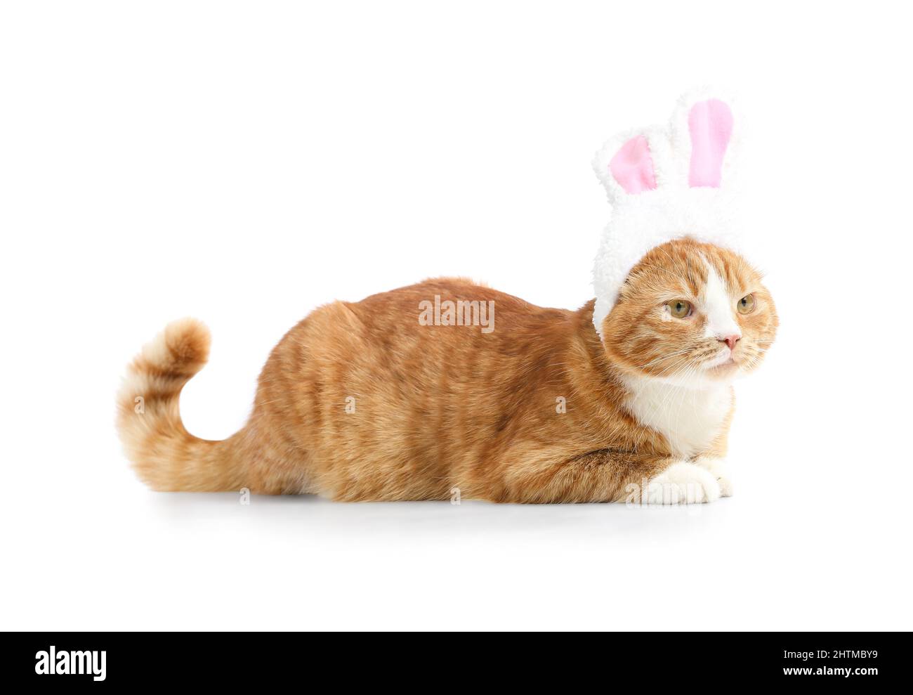 Cat cute spring Cut Out Stock Images & Pictures - Alamy