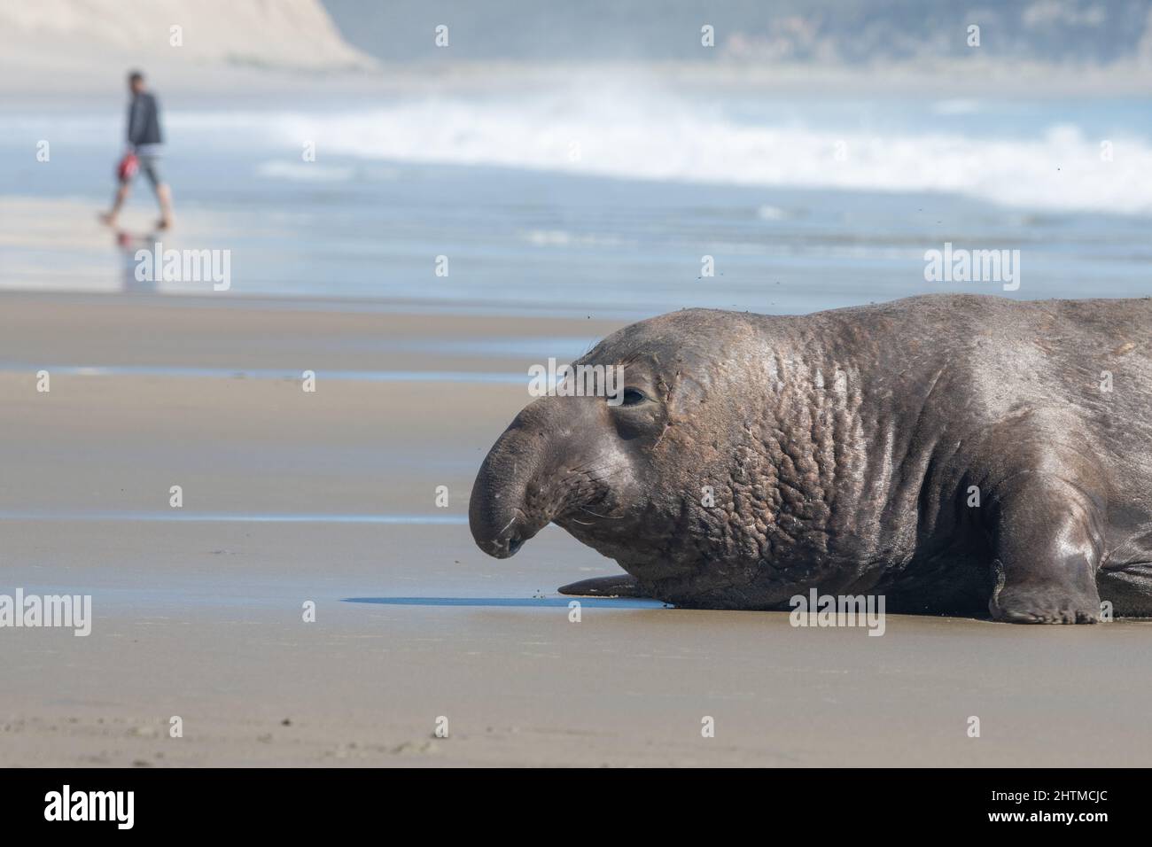 A beachgoer and a northern elephant seal (Mirounga angustirostris ...