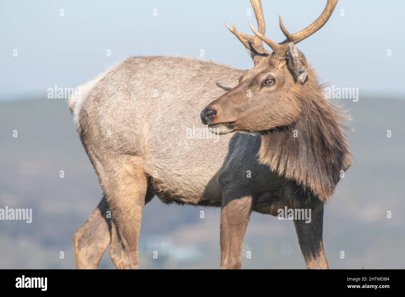 A young male tule elk (Cervus canadensis nannodes) with antlers at the ...