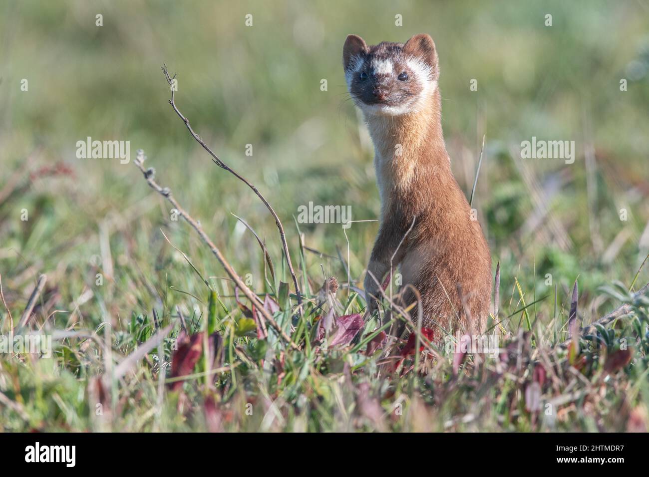 Long tailed weasel standing up hi-res stock photography and images - Alamy