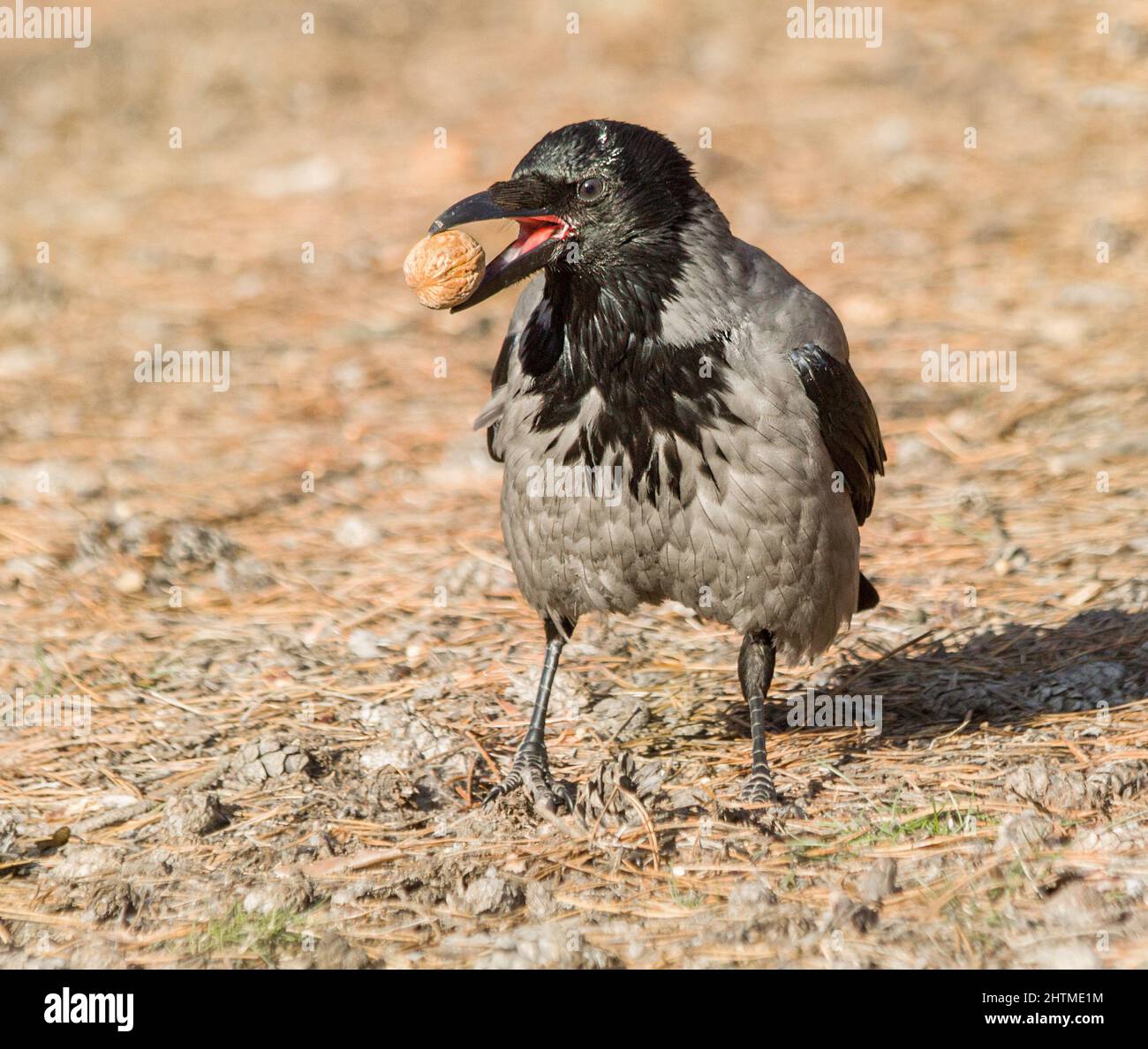 Closeup of a black and grey Crow holding a nut with his beak Stock Photo - Alamy