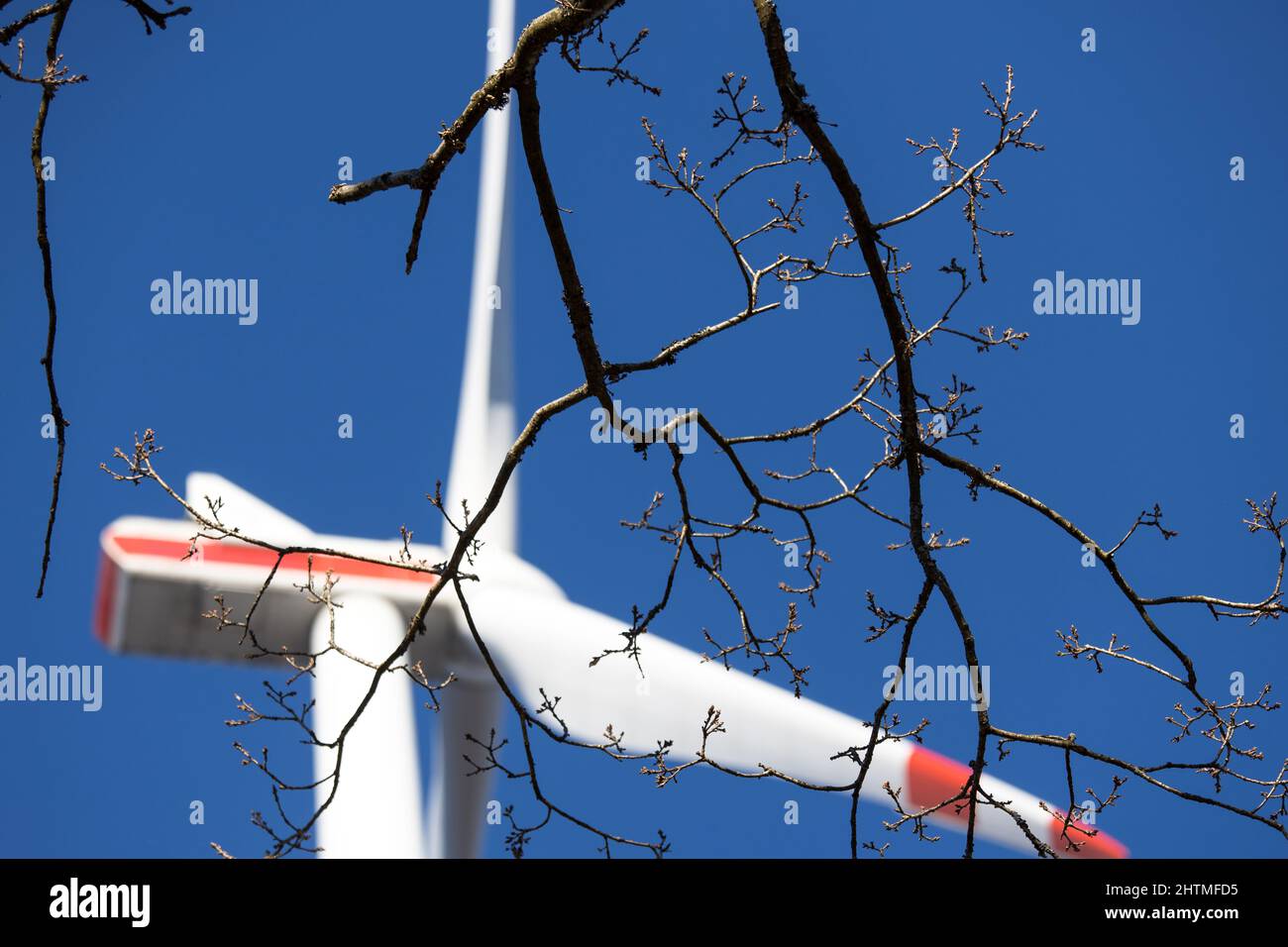 tree branches in front of a modern wind turbine Stock Photo - Alamy