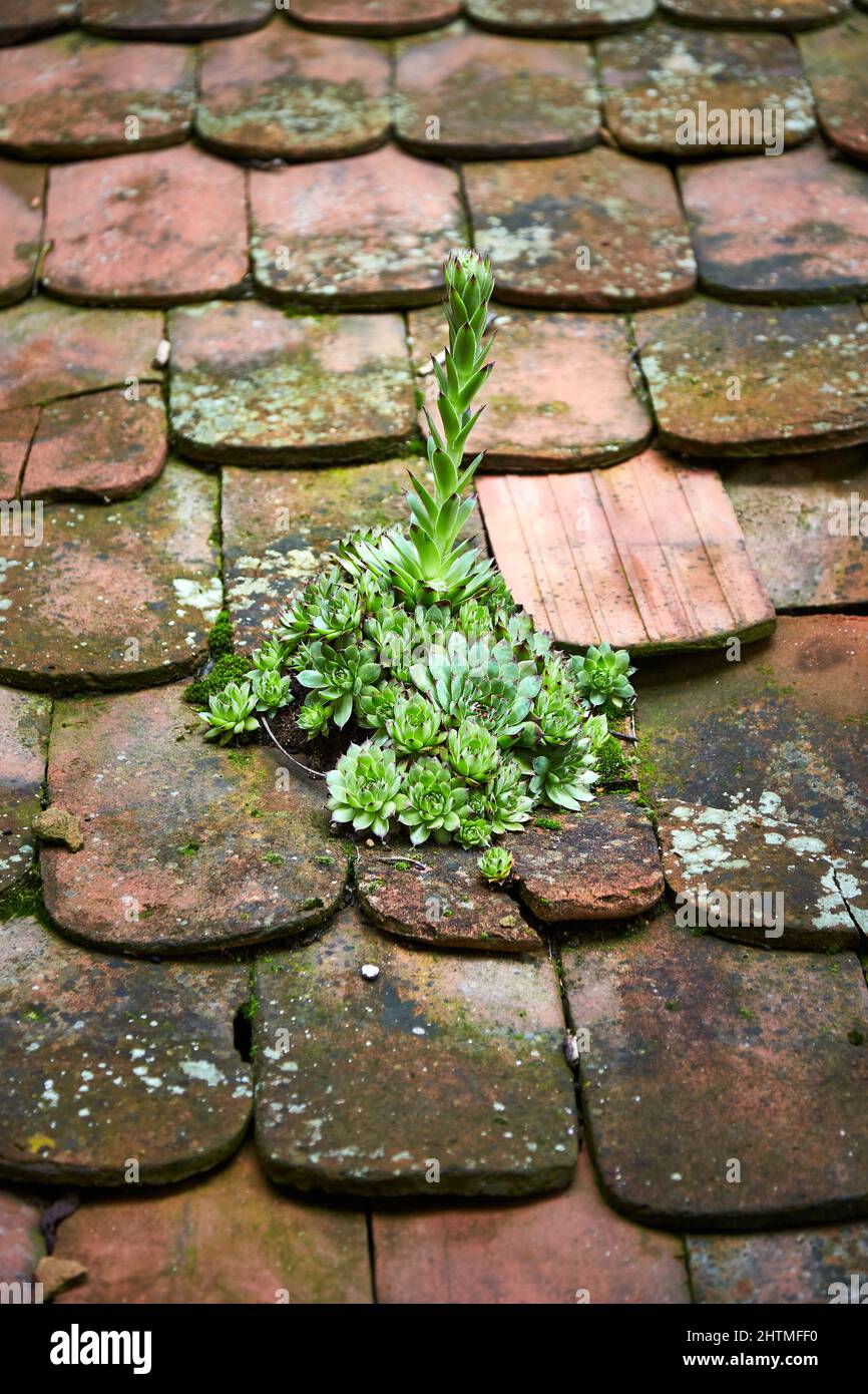 Vertical shot of a plant grown on roof tiles Stock Photo - Alamy