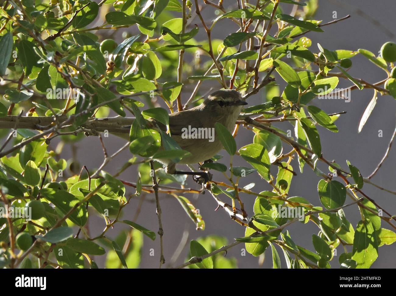 Phylloscopus neglectus hi-res stock photography and images - Alamy