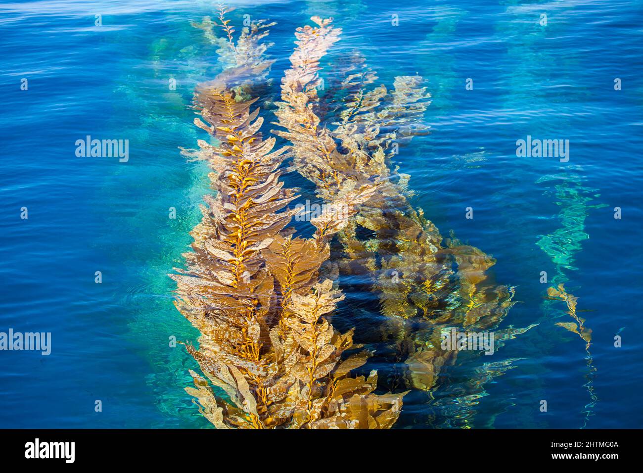 Air bladders struggle in a tidal current to lift strands of giant kelp ...