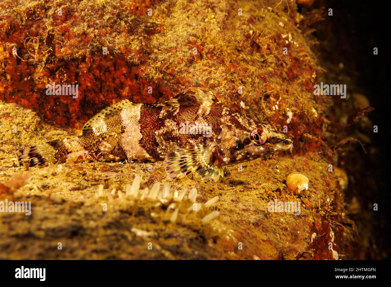 Oxylebius pictus hi-res stock photography and images - Alamy