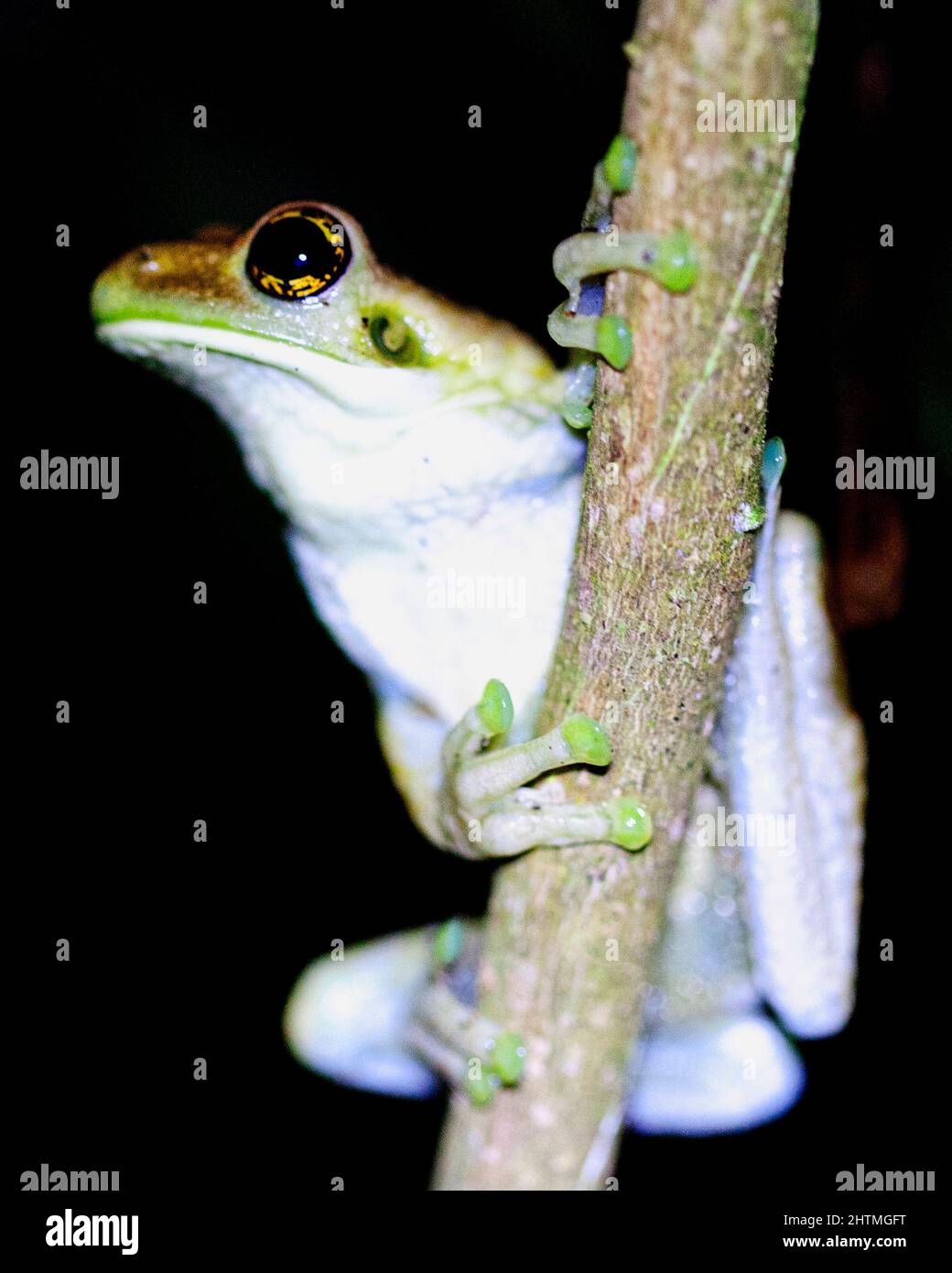 Amazon jungle tree frog hi-res stock photography and images - Alamy