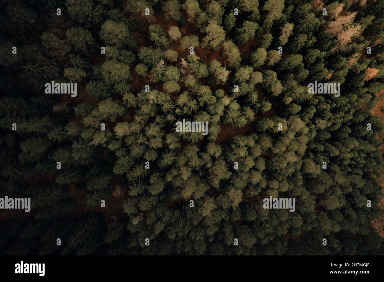 Aerial view of green forest trees Stock Photo - Alamy