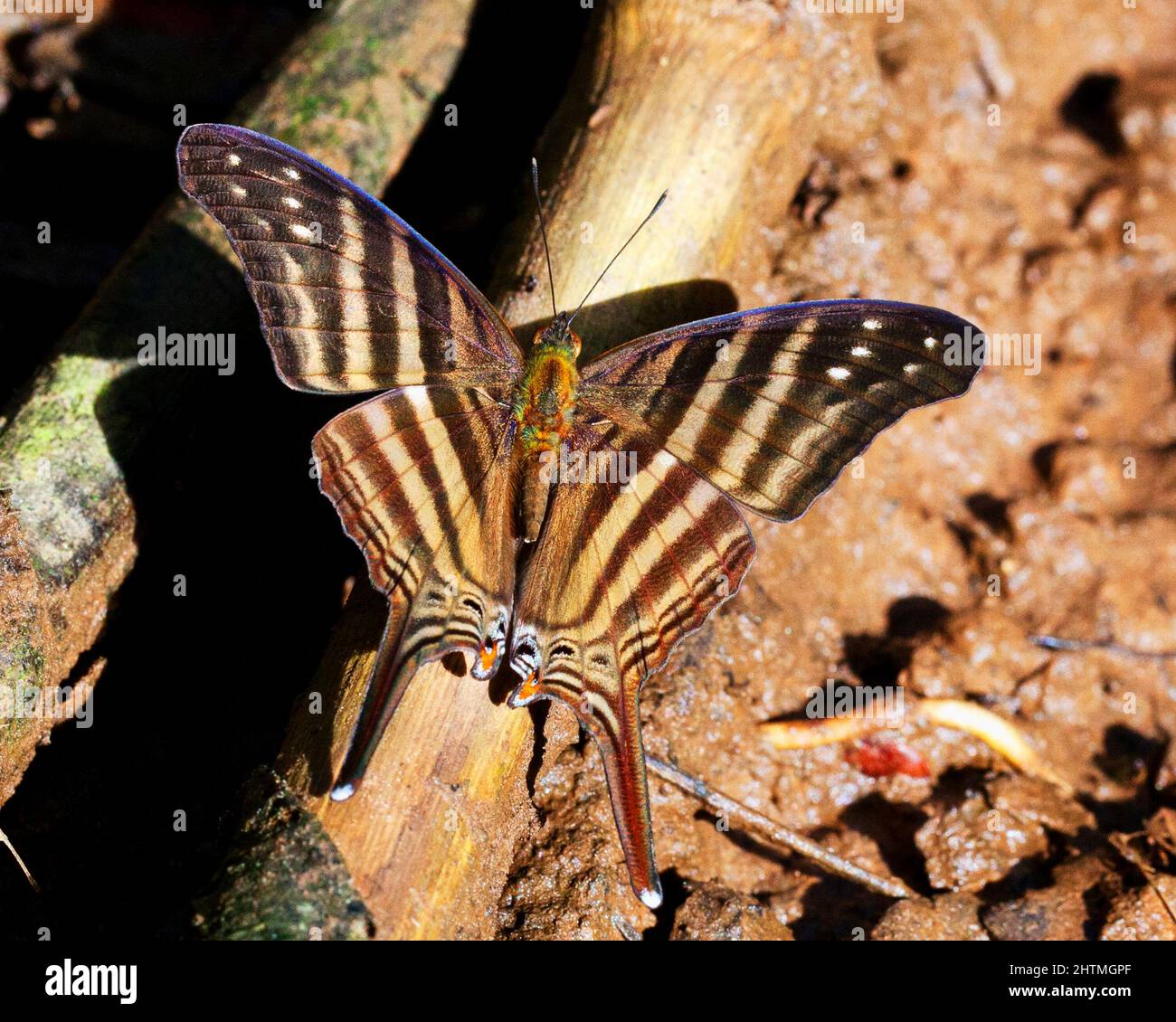 Amazon insects hi-res stock photography and images - Alamy