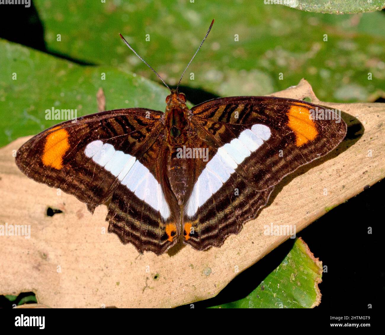 Amazon insects hi-res stock photography and images - Alamy