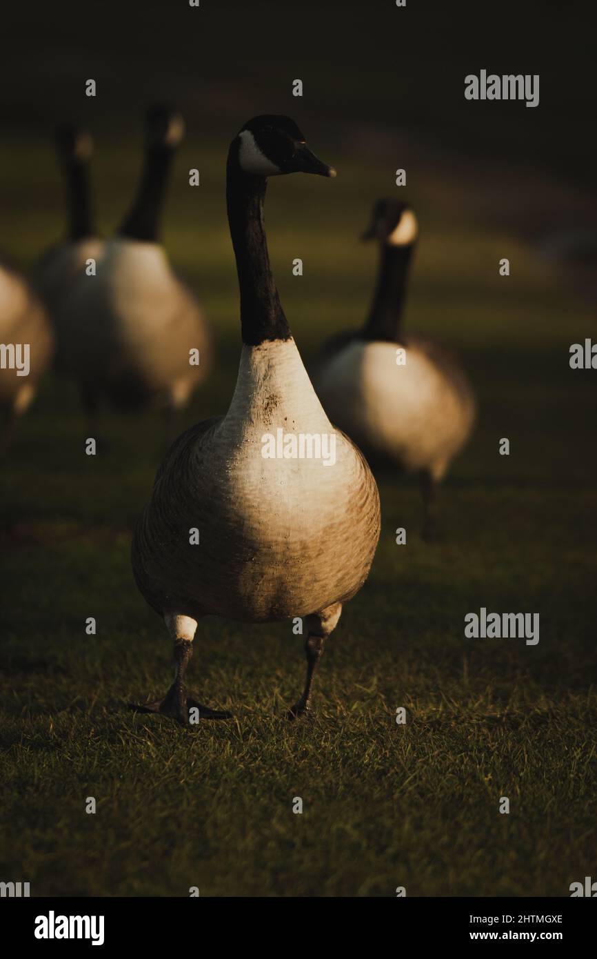 Vertical and horizontal group hi-res stock photography and images - Alamy