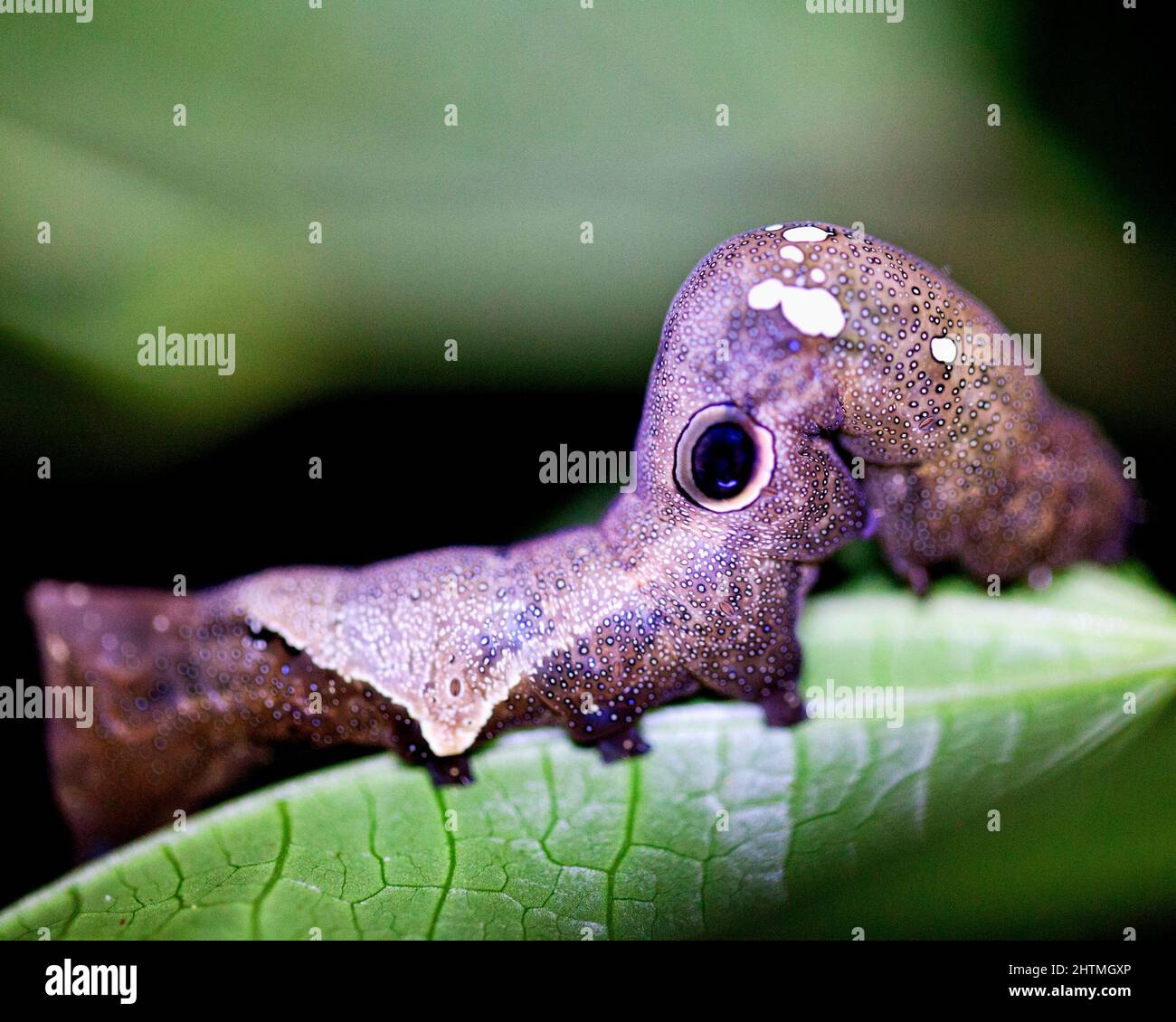 Macro Image Of A Colorful And Exotic Caterpillar In The Amazon Jungle Inside The Madidi National 