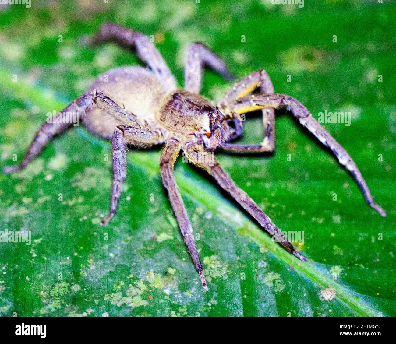 Macro image of a brightly colored spider hunting on leaf at night ...