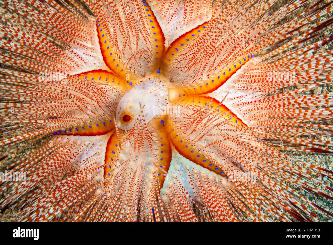 The blue-spotted sea urchin, Astropyga radiata, is rarely seen in ...