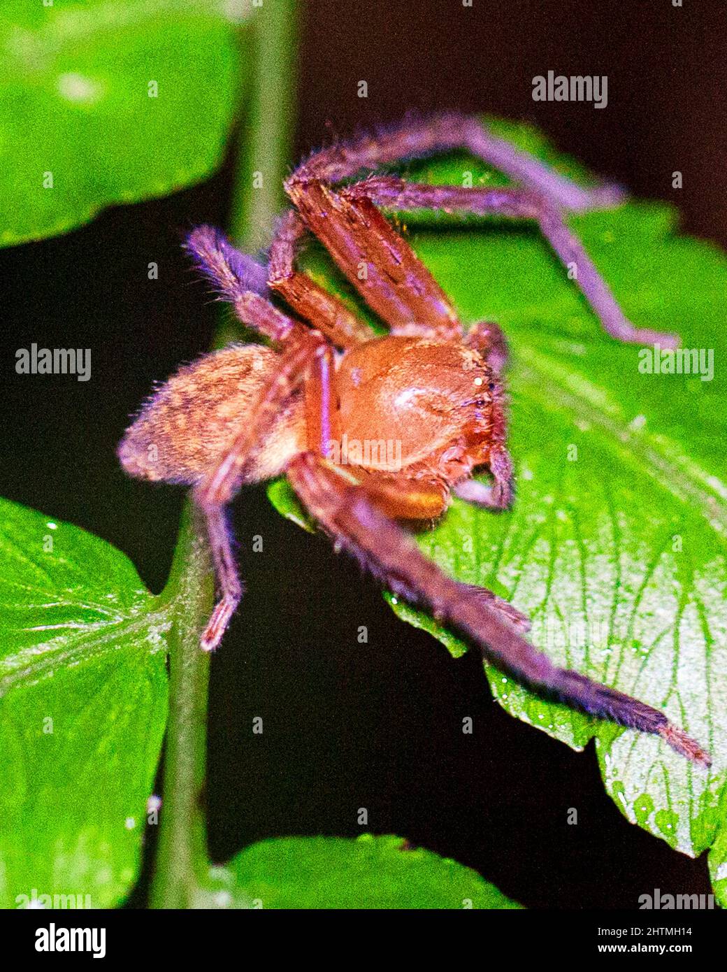 Jungle spiders hi-res stock photography and images - Alamy