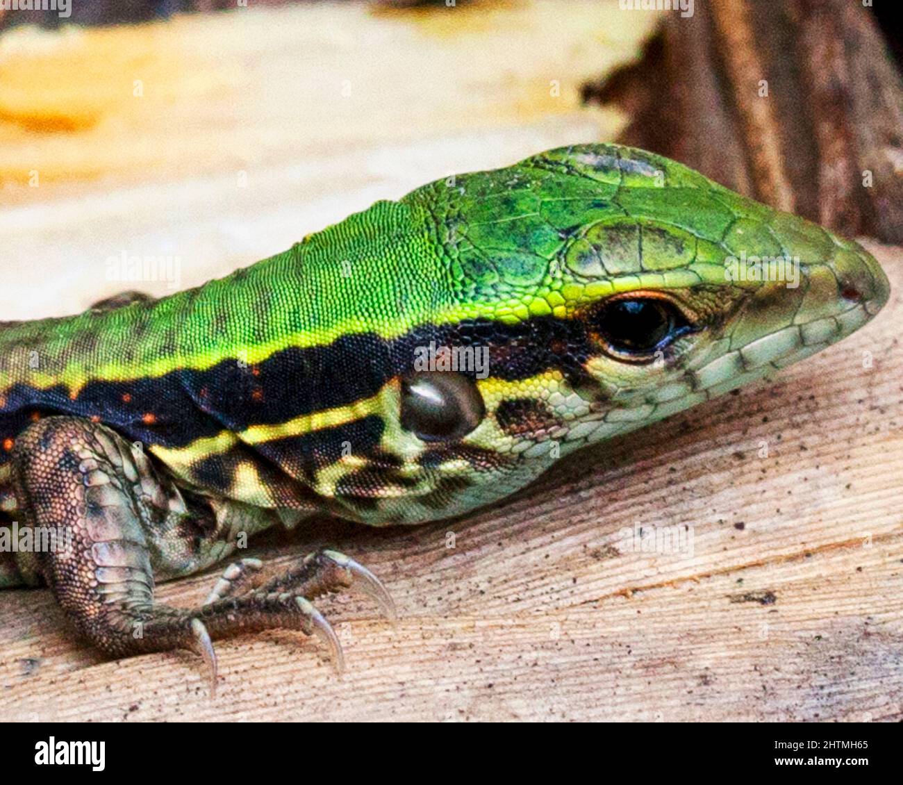 Macro image of a brightly colored green lizard with sharp claws resting ...